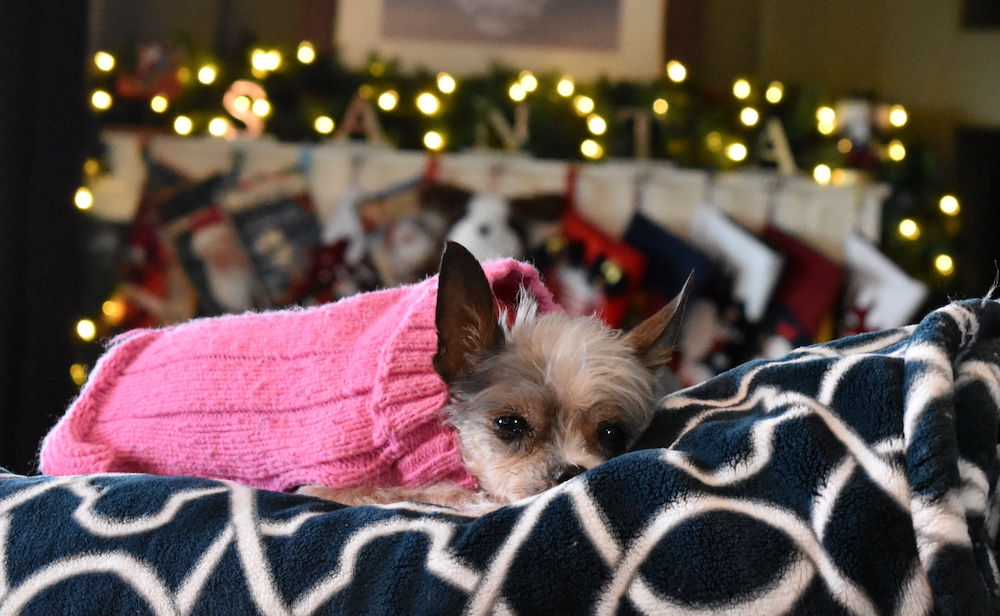 David Pace, PhD, MBA