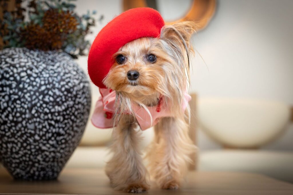 David Pace, PhD, MBA